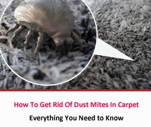 How To Get Rid Of Dust Mites In Carpet Naturally - All About Dust Mites